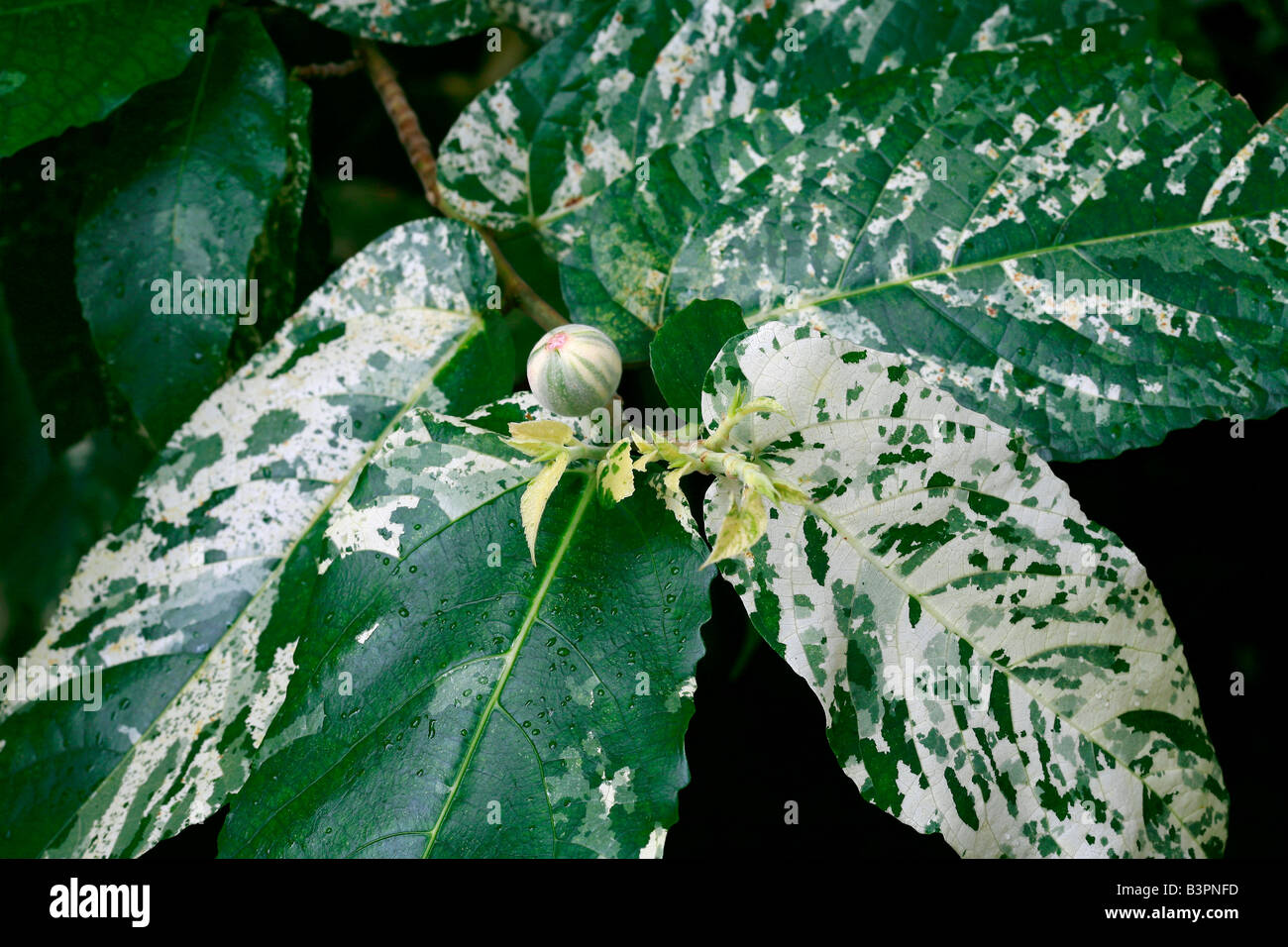 Ficus aspera "Parcellii Stock Photo - Alamy
