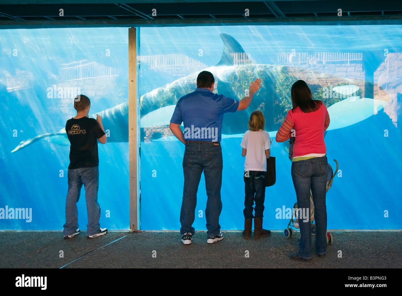 watching the Orca Stock Photo - Alamy