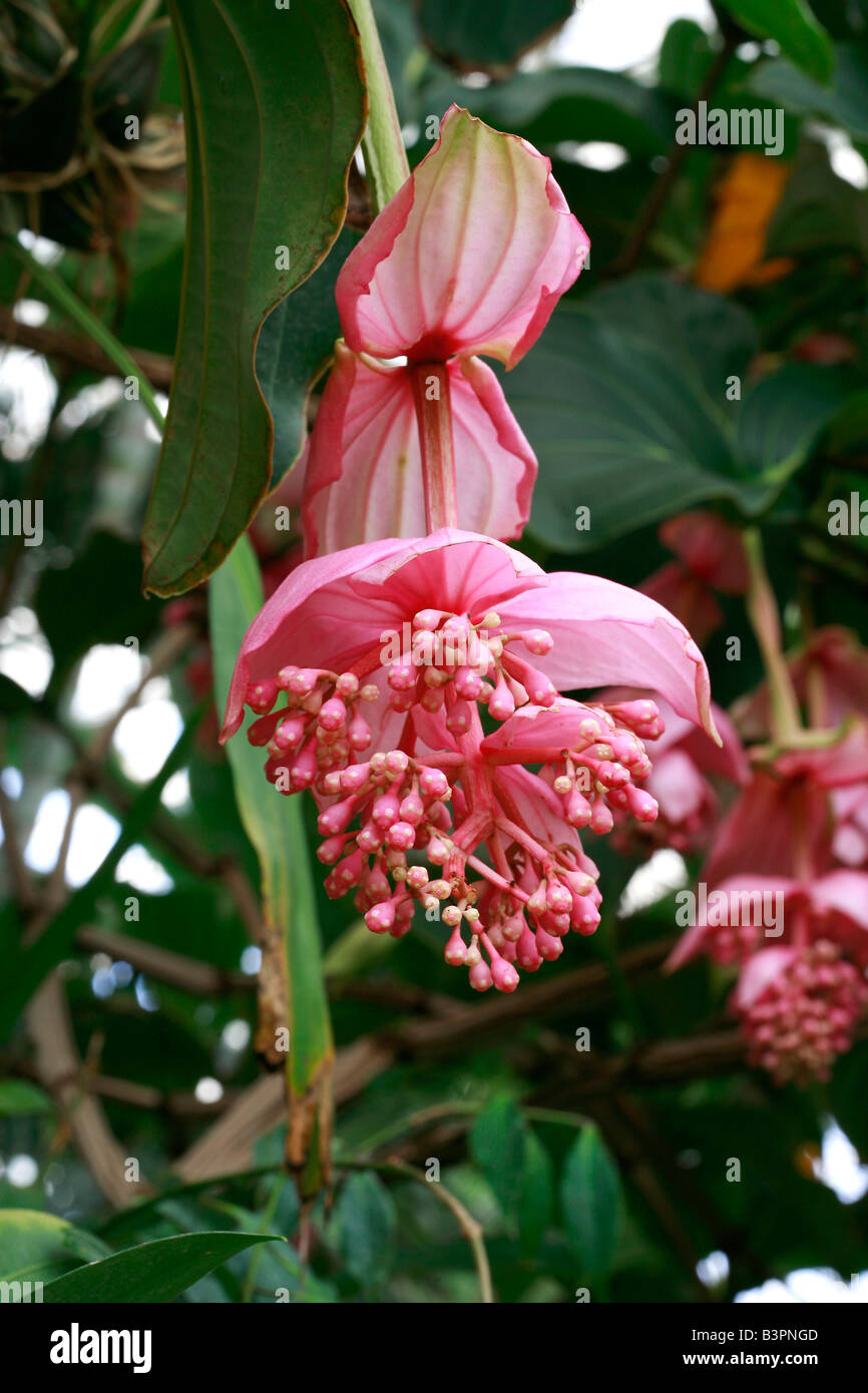 Medinilla Magnifica High Resolution Stock Photography and Images - Alamy