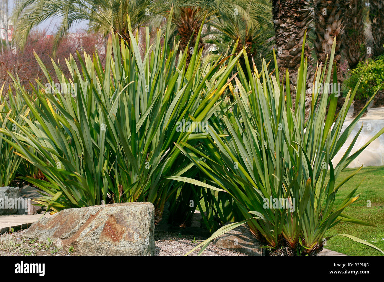 Phormium tenax hi-res stock photography and images - Alamy