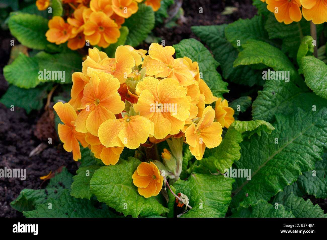 Primula x polyantha "Rythme Stock Photo - Alamy