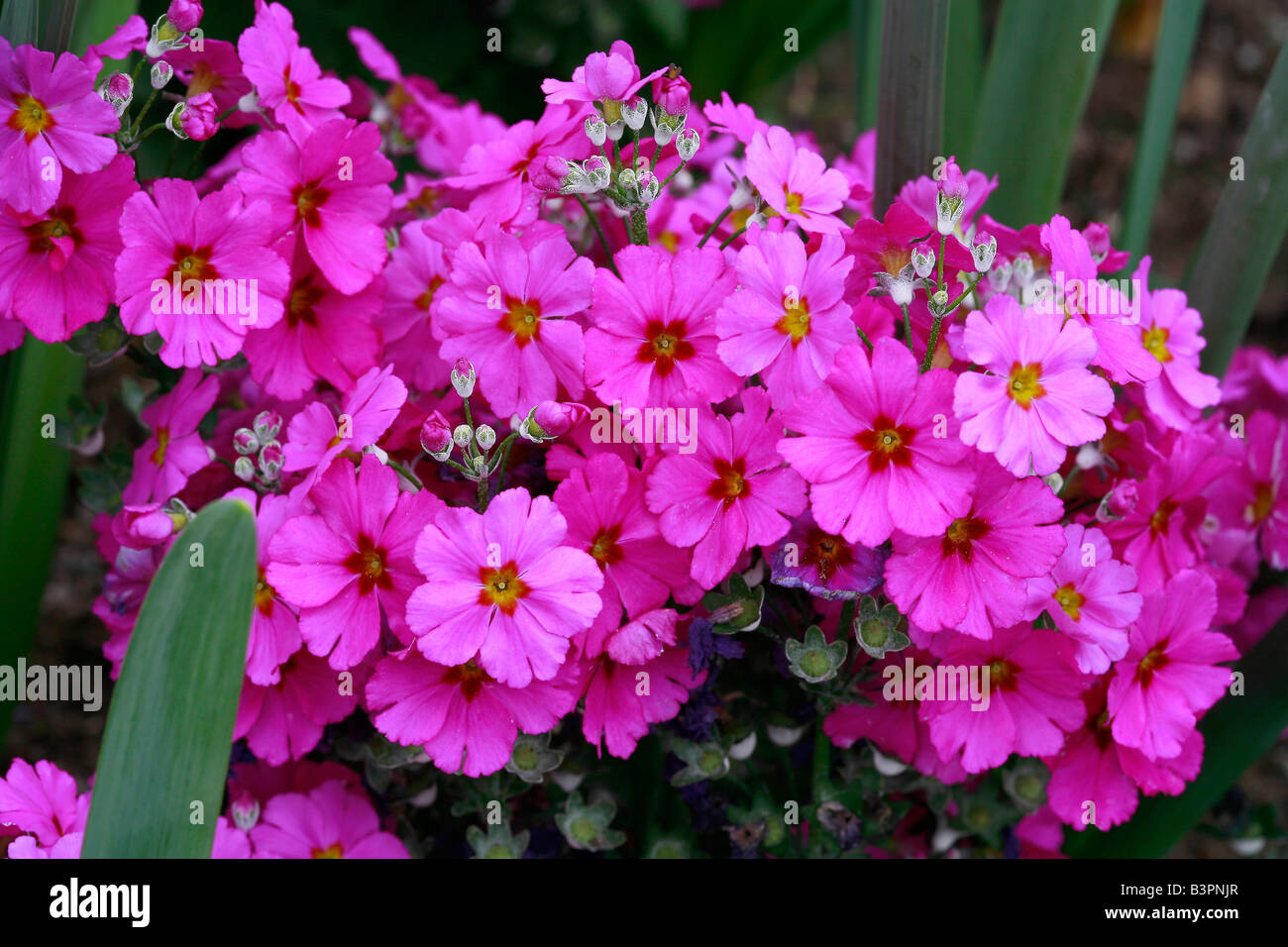 Primula malacoides hi-res stock photography and images - Alamy