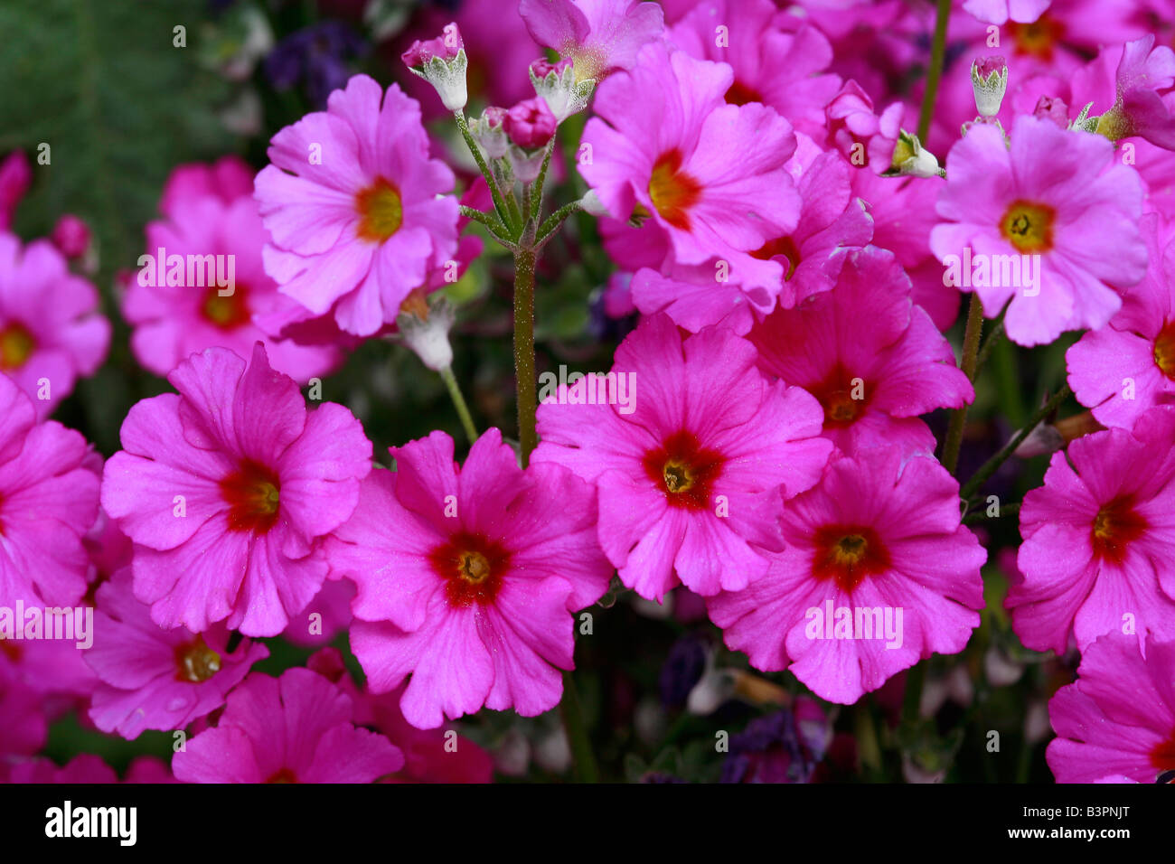 Primula malacoides hi-res stock photography and images - Alamy