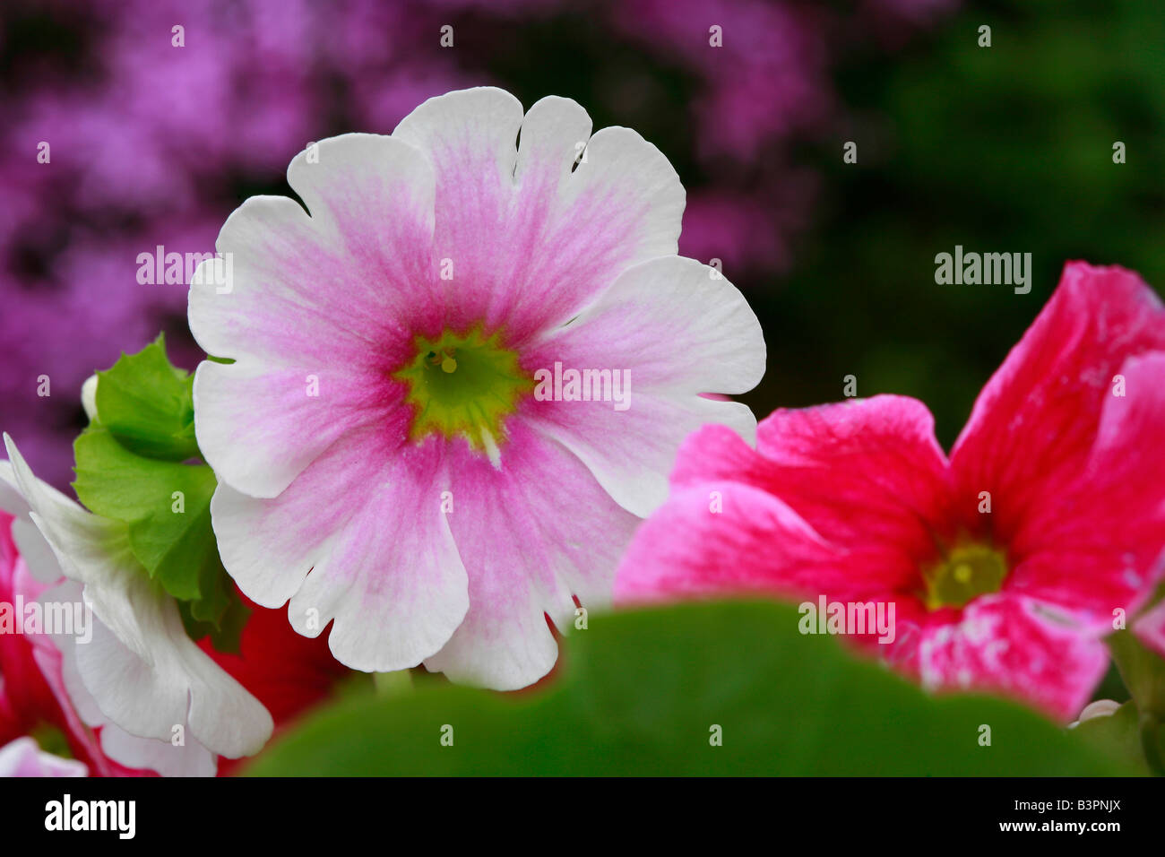 Primula obconica hi-res stock photography and images - Alamy