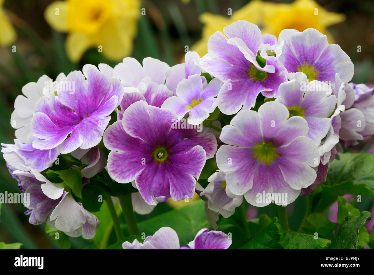 Primula obconica, hybrid Stock Photo - Alamy