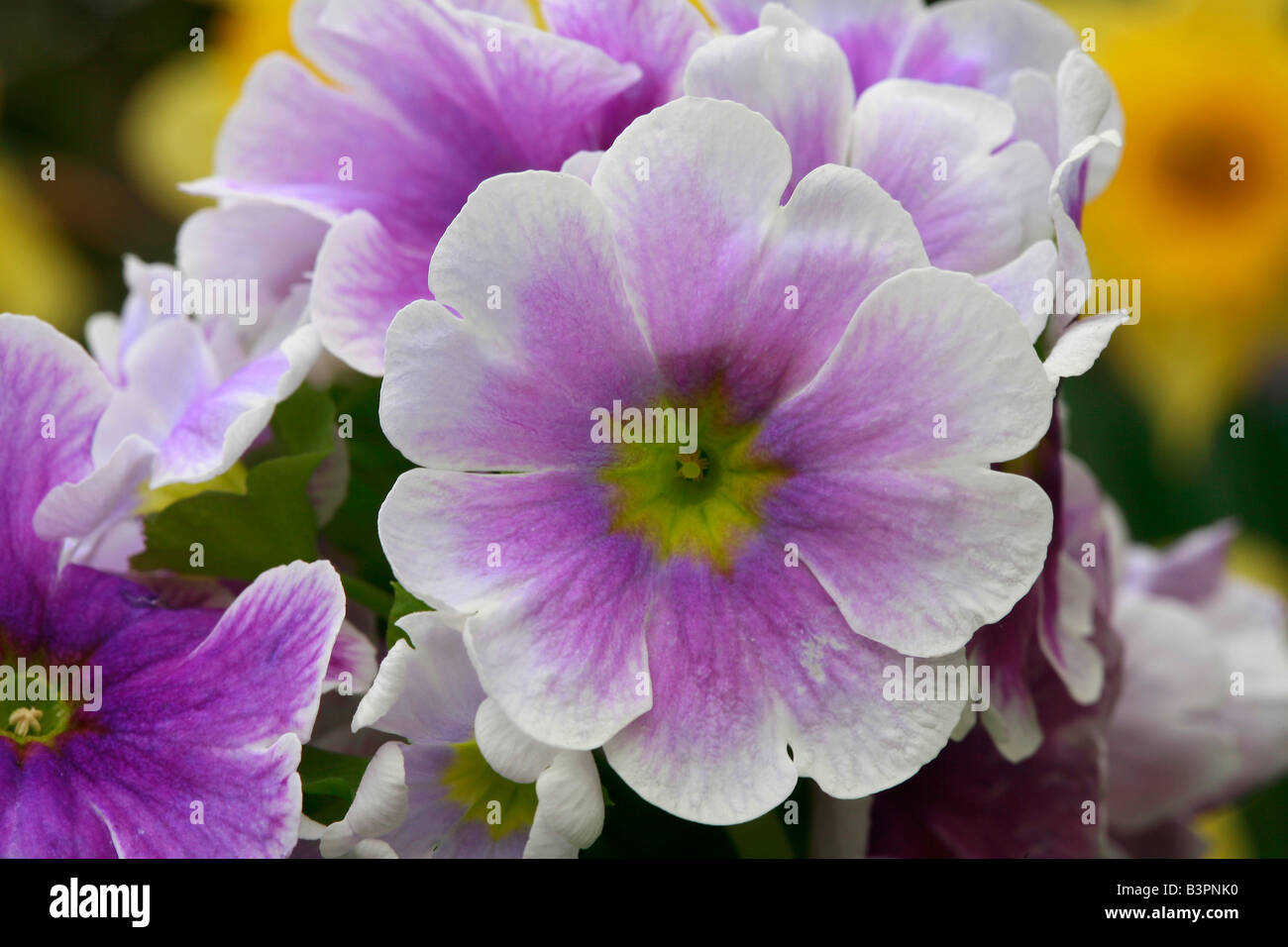 Primula obconica, hybrid Stock Photo - Alamy
