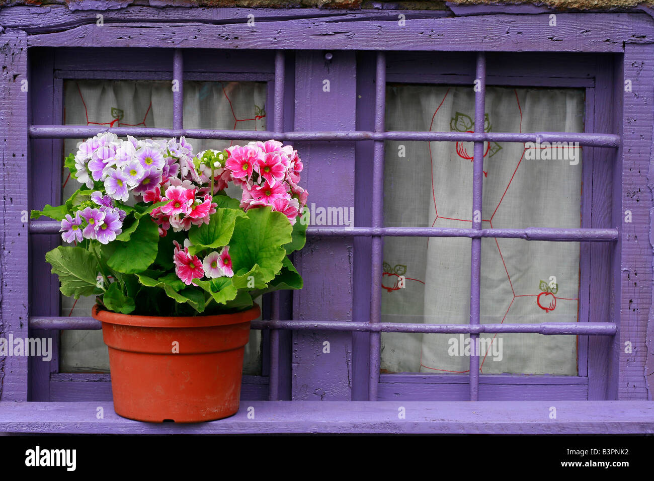 Primula obconica hi-res stock photography and images - Alamy