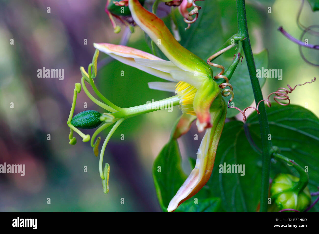 Passiflora herbertiana hi-res stock photography and images - Alamy
