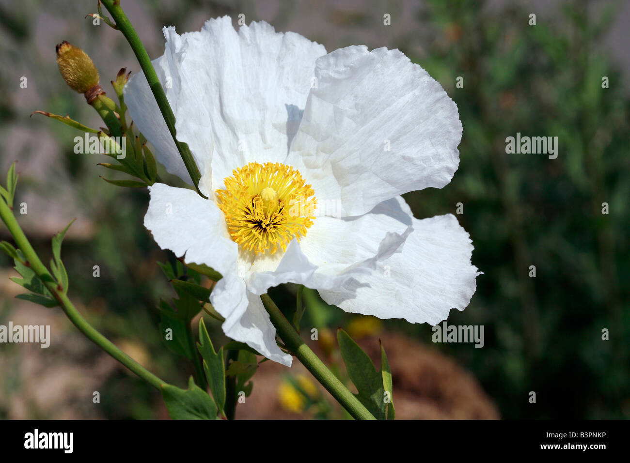 Romneya coulteri hi-res stock photography and images - Alamy