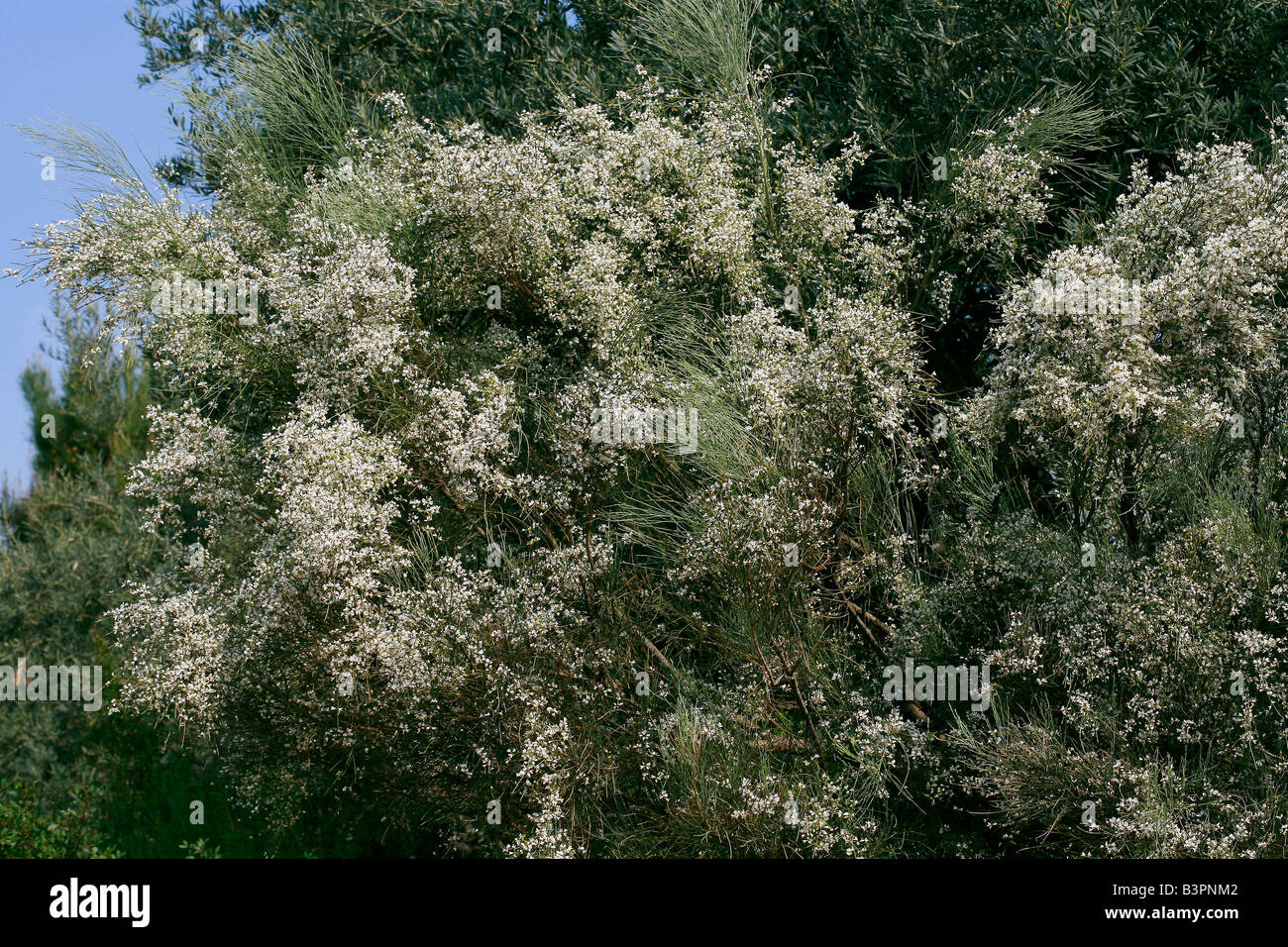 Retama tree hi-res stock photography and images - Alamy