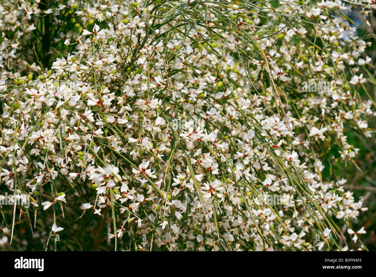 Retama Tree High Resolution Stock Photography and Images - Alamy