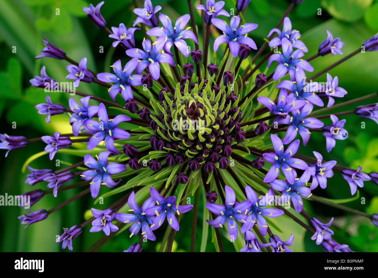 Peruvian scilla scilla peruviana hi-res stock photography and images ...