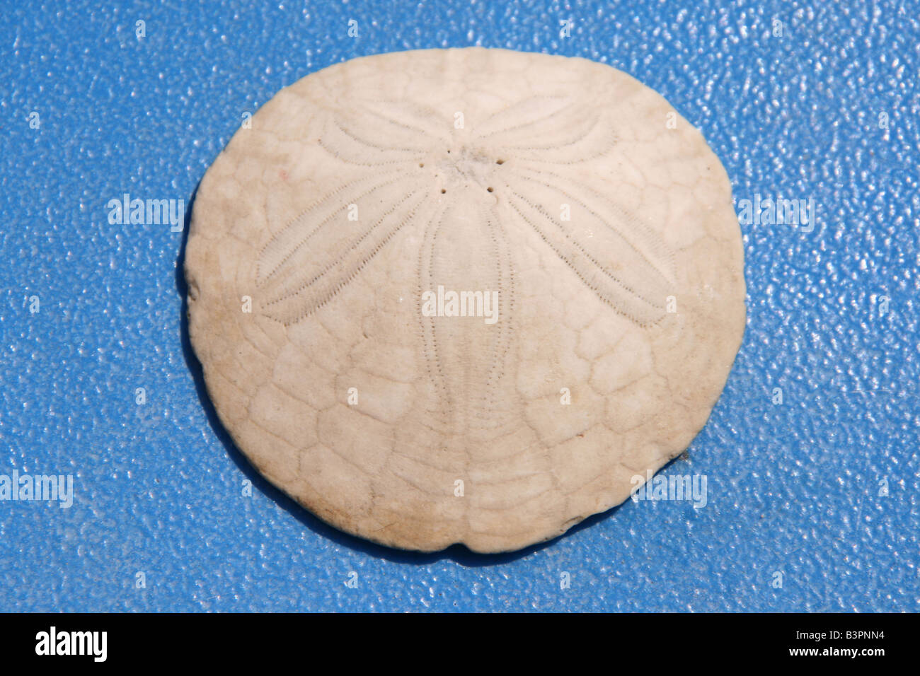Single Sand Dollar Shell Stock Photo - Alamy