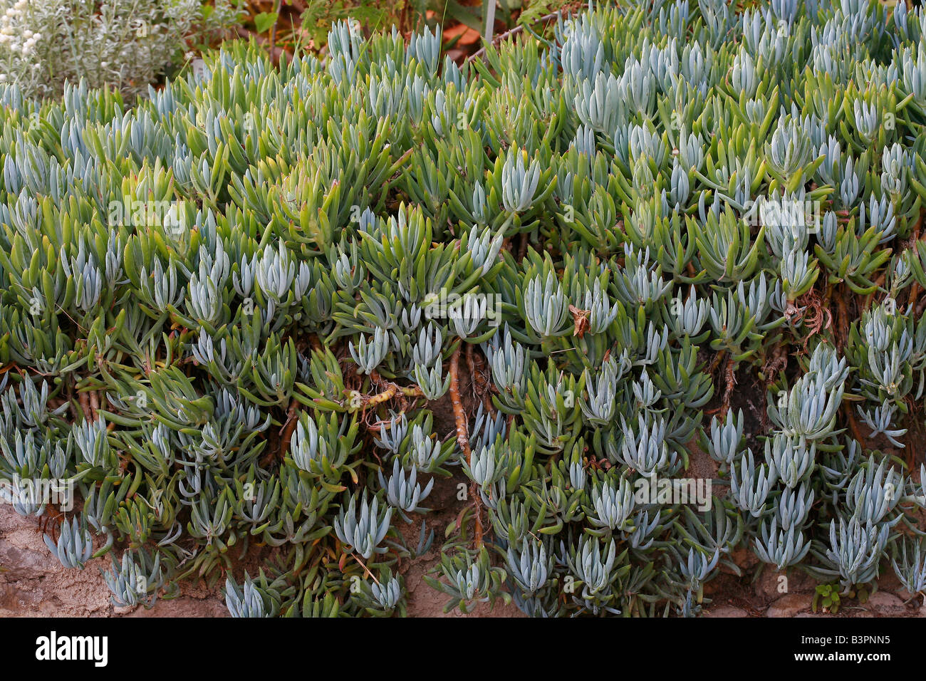 Senecio repens hi-res stock photography and images - Alamy