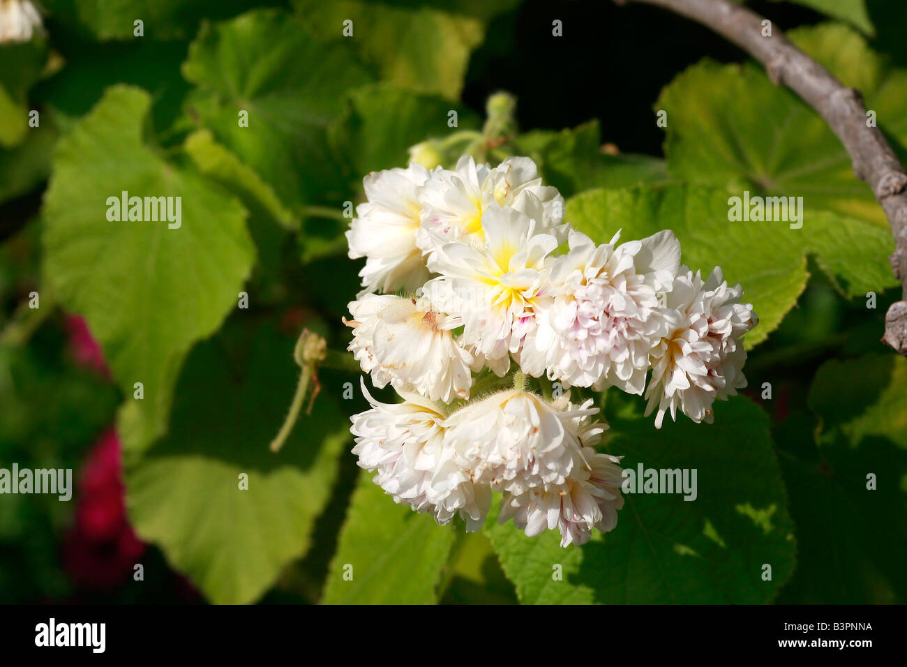 Sparmannia africana "Flore Pleno Stock Photo - Alamy