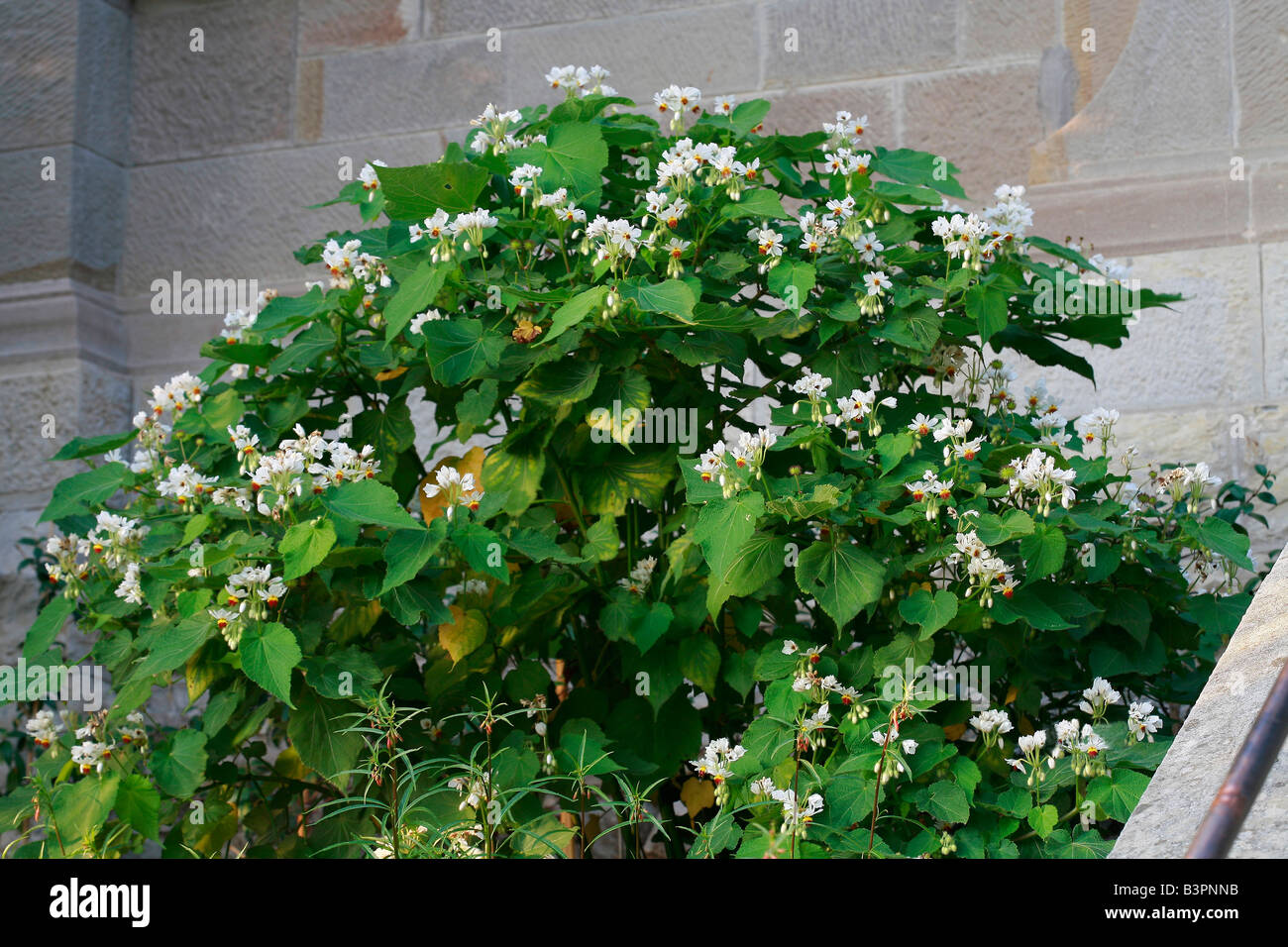 African hemp sparmannia africana hi-res stock photography and images ...