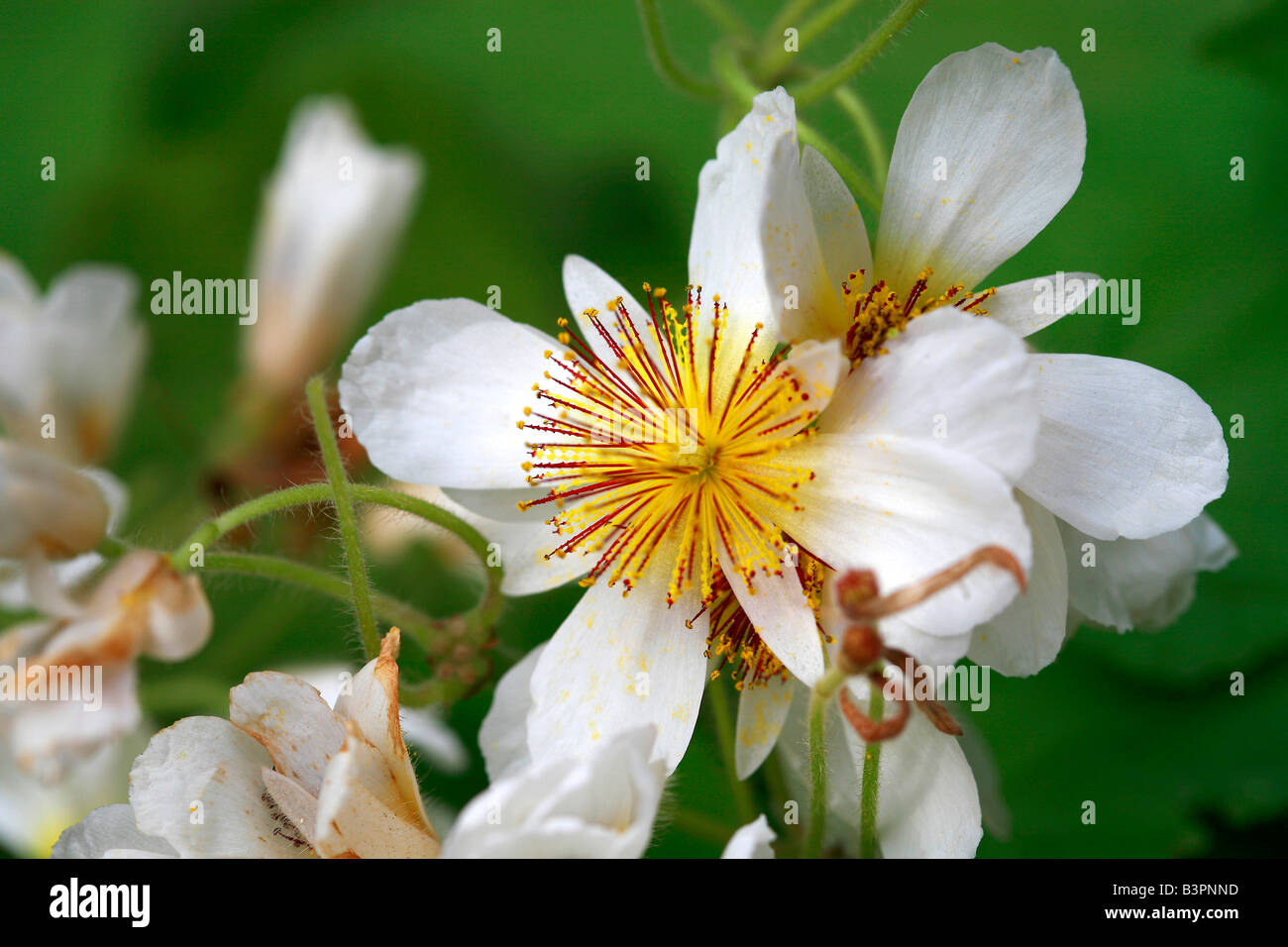 Sparmannia africana hi-res stock photography and images - Alamy