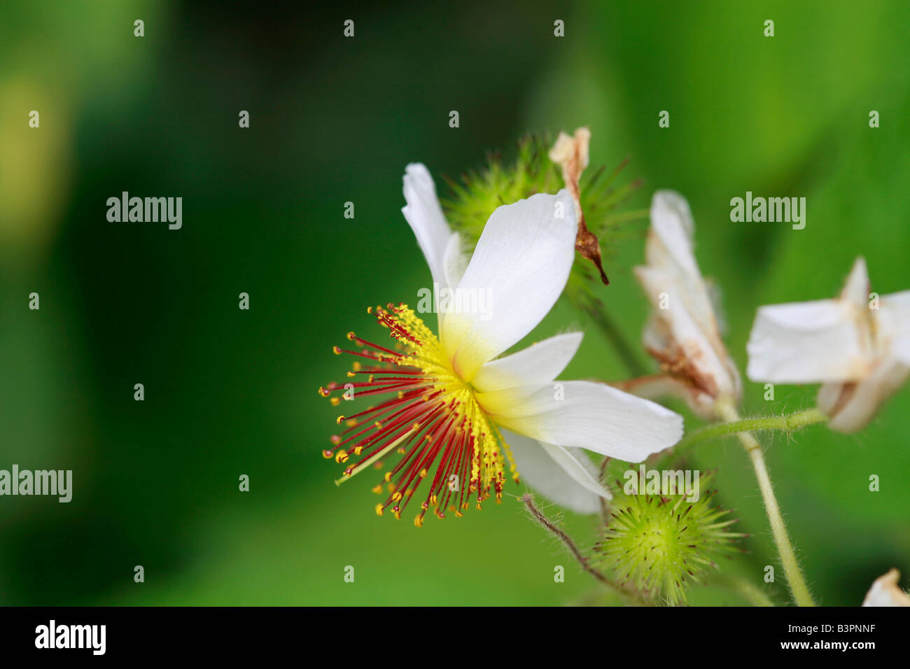 African sparmannia hi-res stock photography and images - Alamy