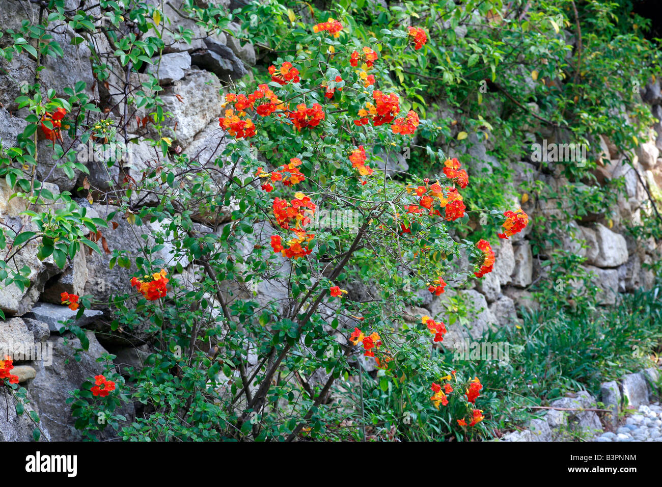 Streptosolen jamesonii hi-res stock photography and images - Alamy