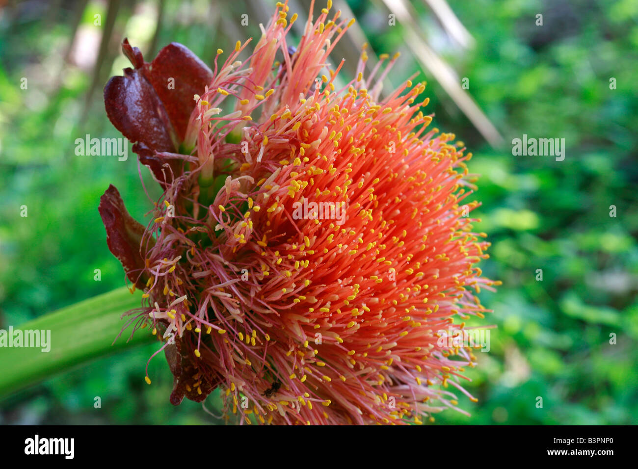 Haemanthus puniceus plant hi-res stock photography and images - Alamy