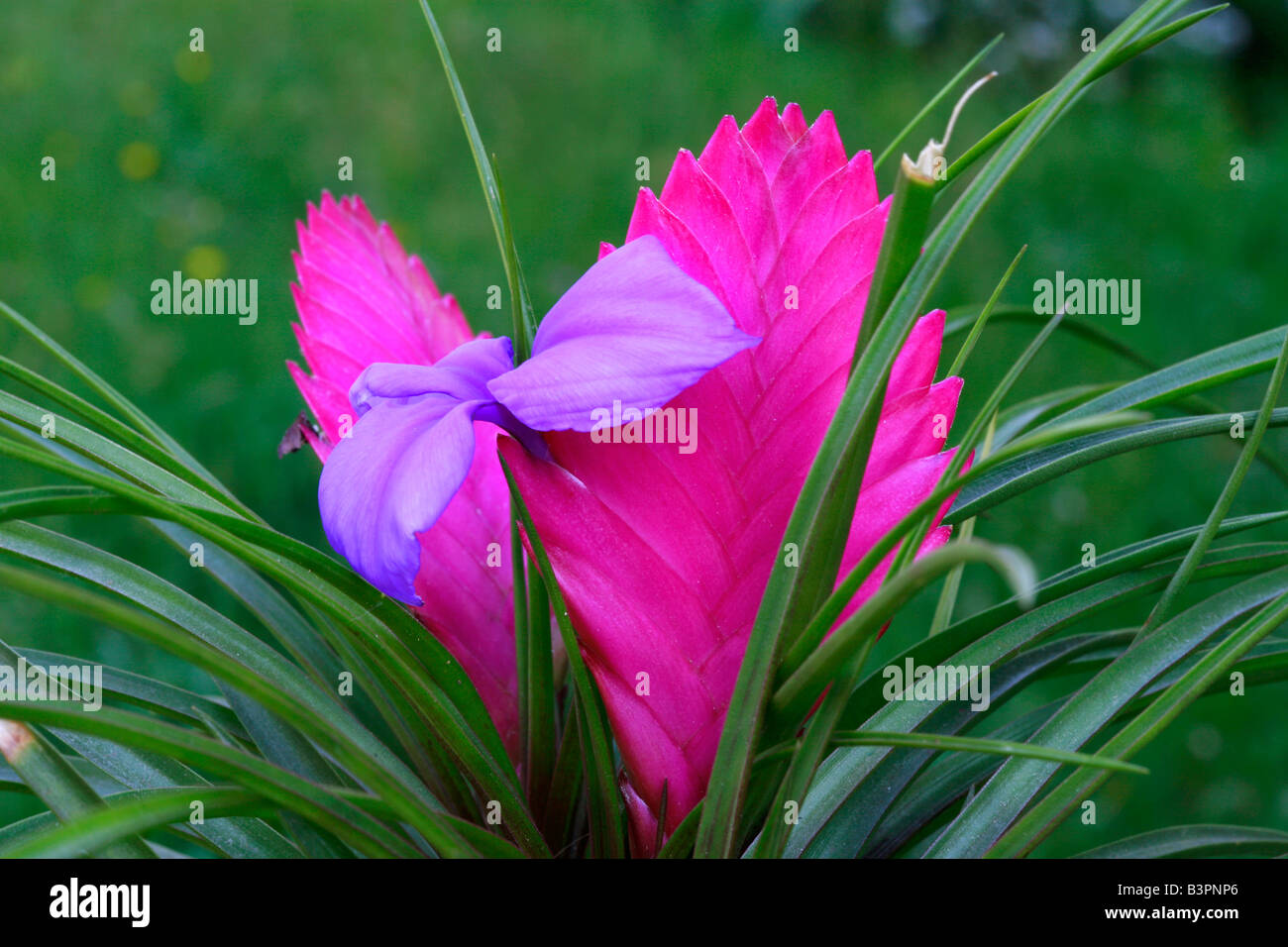 Tillandsia cyanea flower hi-res stock photography and images - Alamy