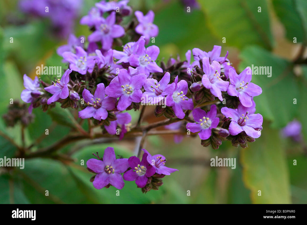 Wigandia macrophylla hi-res stock photography and images - Alamy