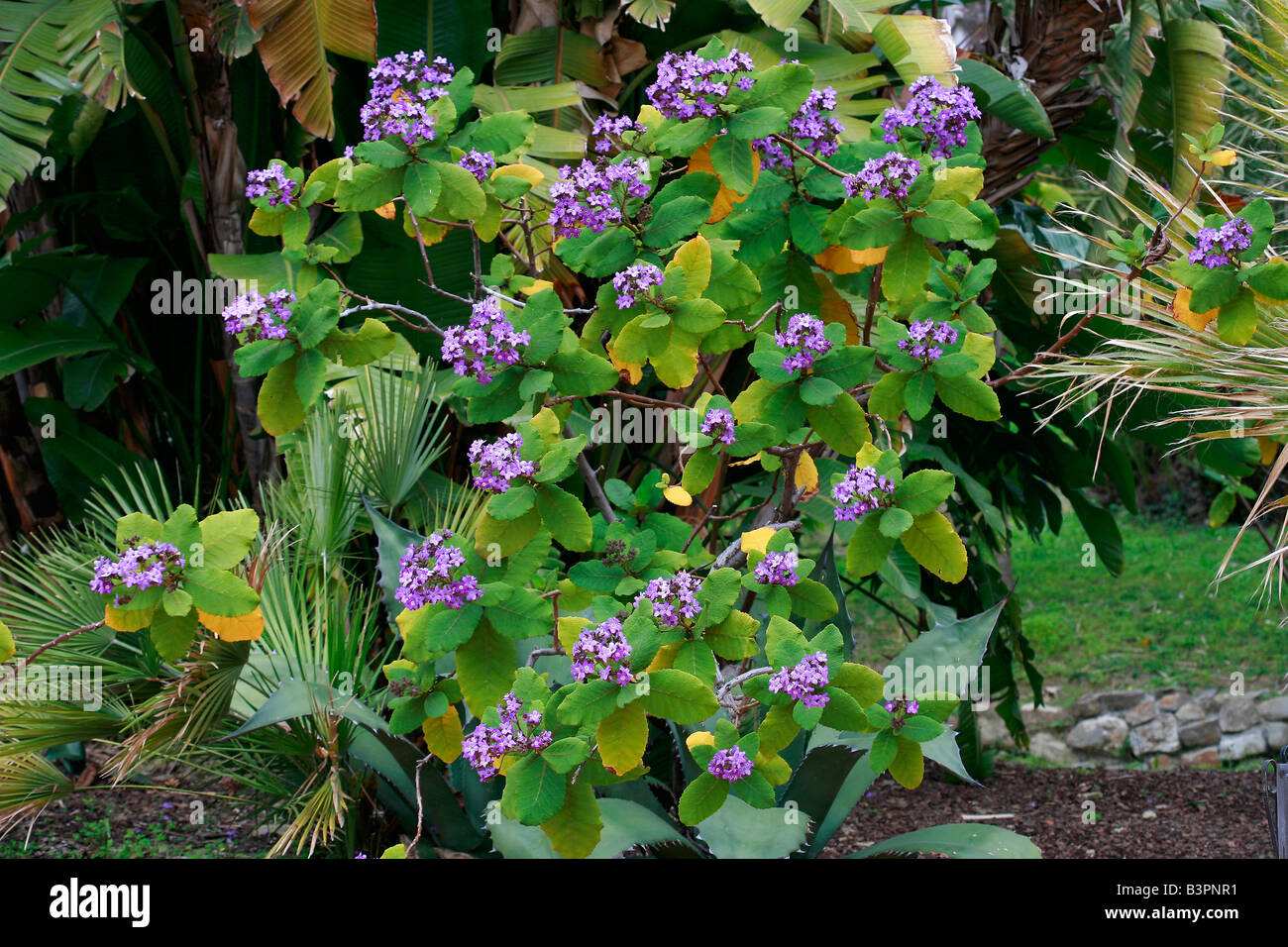Wigandia caracasana hi-res stock photography and images - Alamy