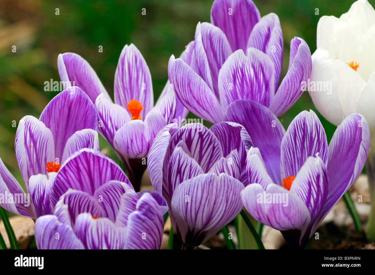 Crocus vernus "Pickwick Stock Photo - Alamy