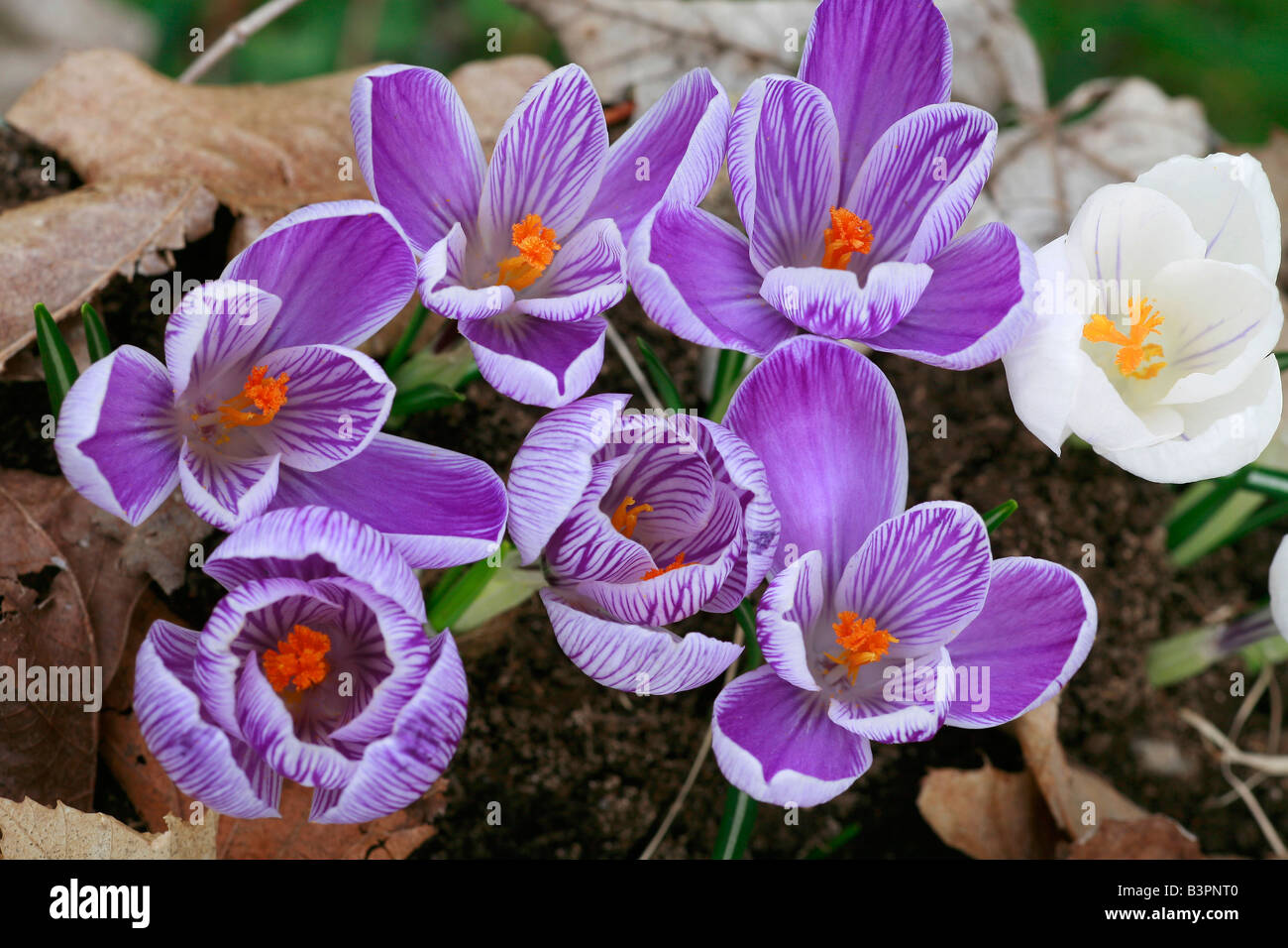 Crocus vernus "Pickwick Stock Photo - Alamy