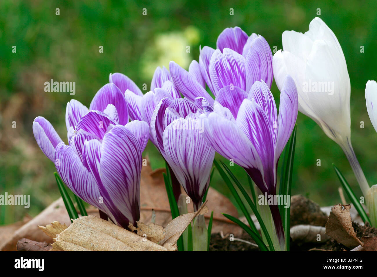 Crocus vernus "Pickwick Stock Photo - Alamy