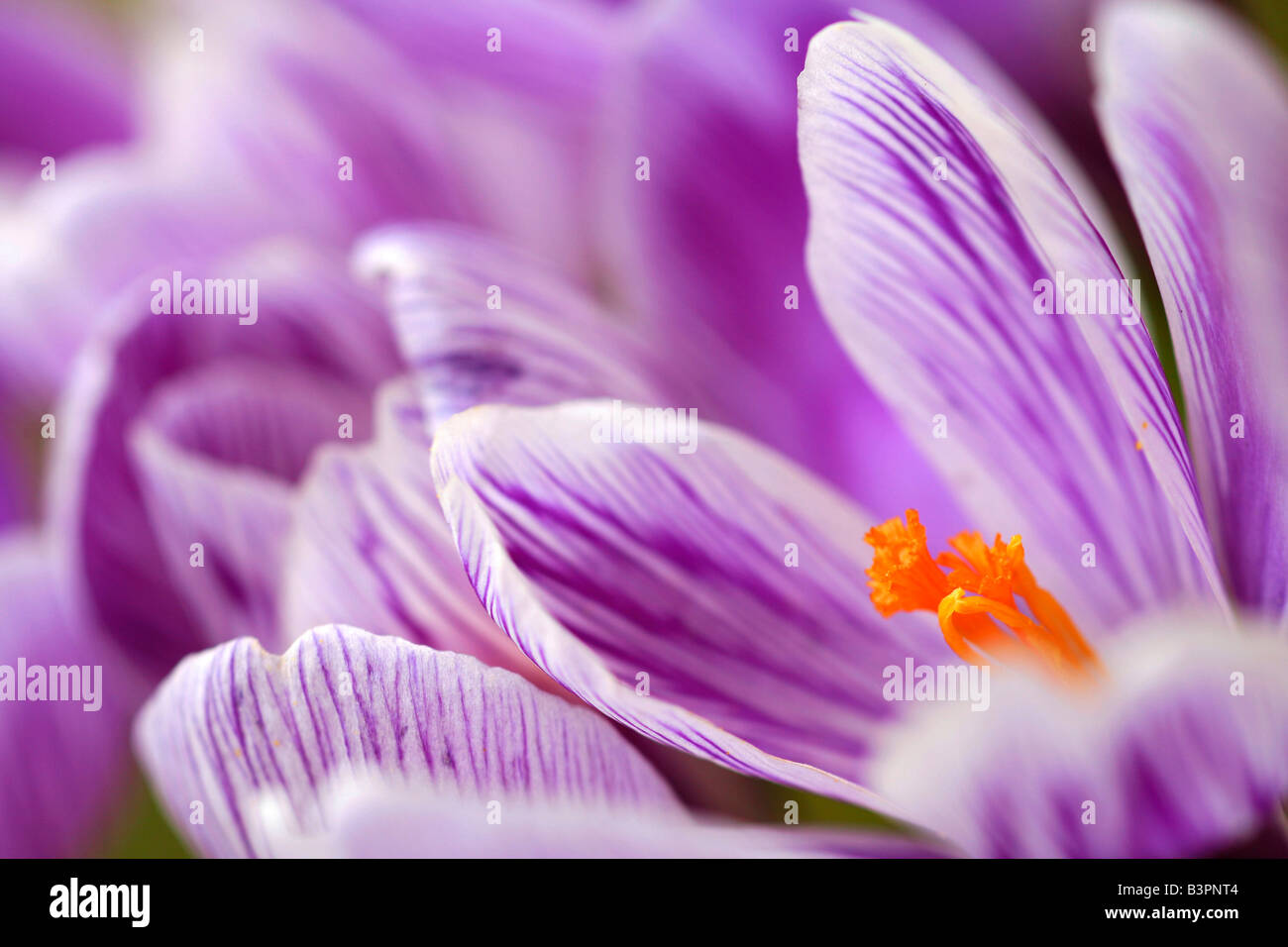 Pickwick hi-res stock photography and images - Alamy