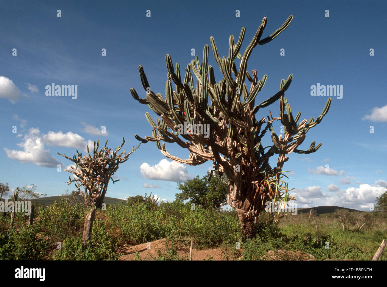 Sertao brazil hi-res stock photography and images - Alamy