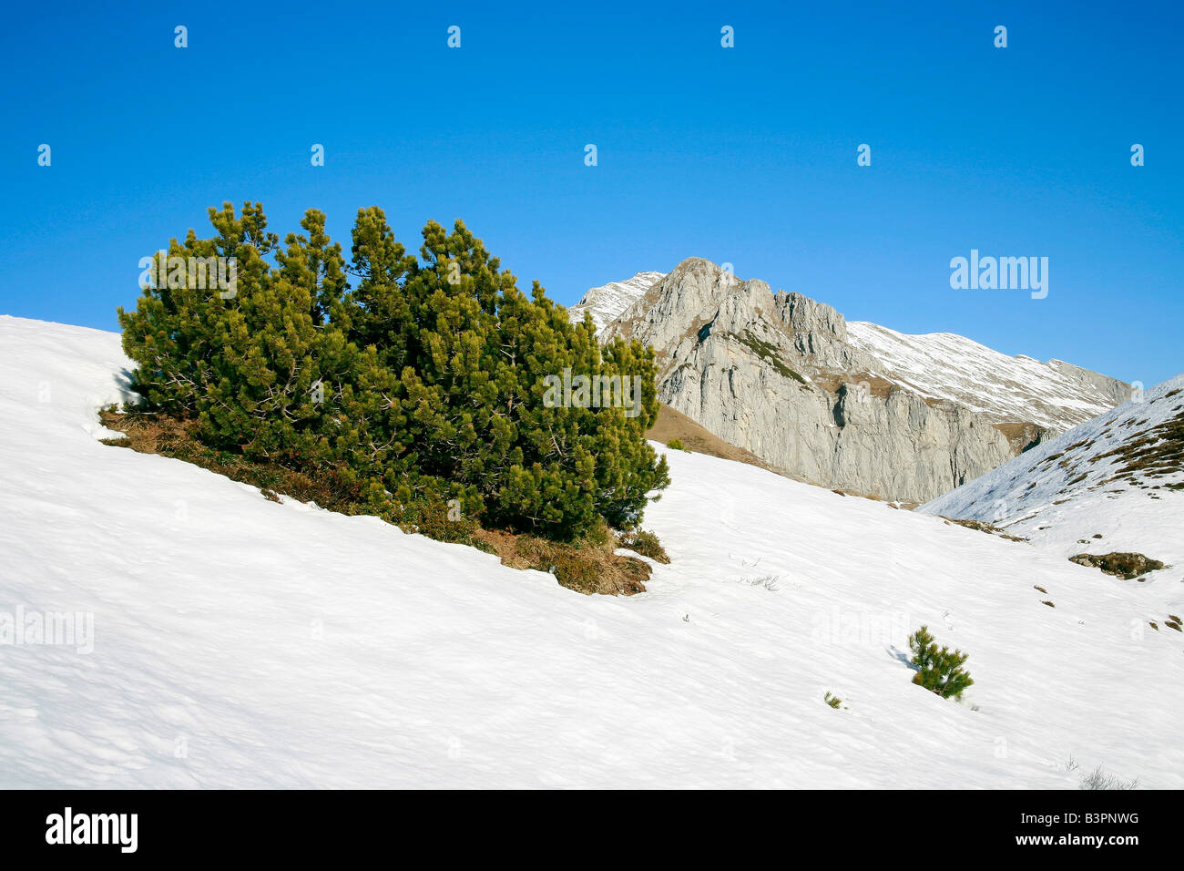 Mugo pino pinus mugo mugo hi-res stock photography and images - Alamy