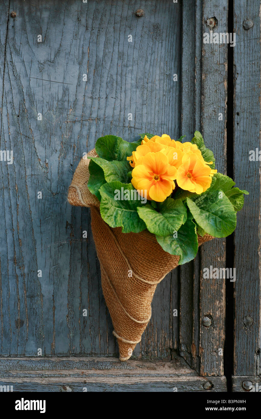 Primula vulgaris, hybrid Stock Photo - Alamy