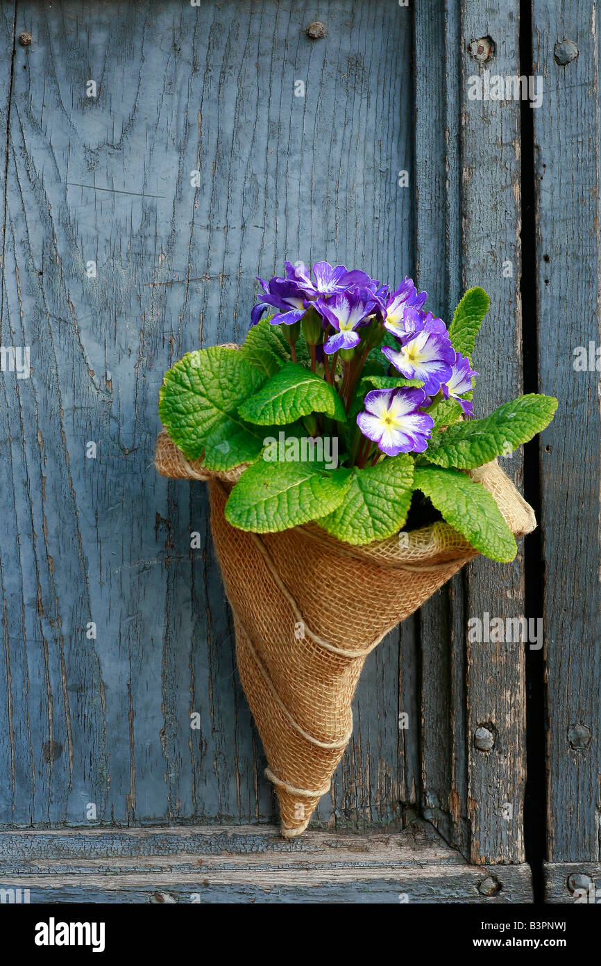 Primula vulgaris, hybrid Stock Photo - Alamy
