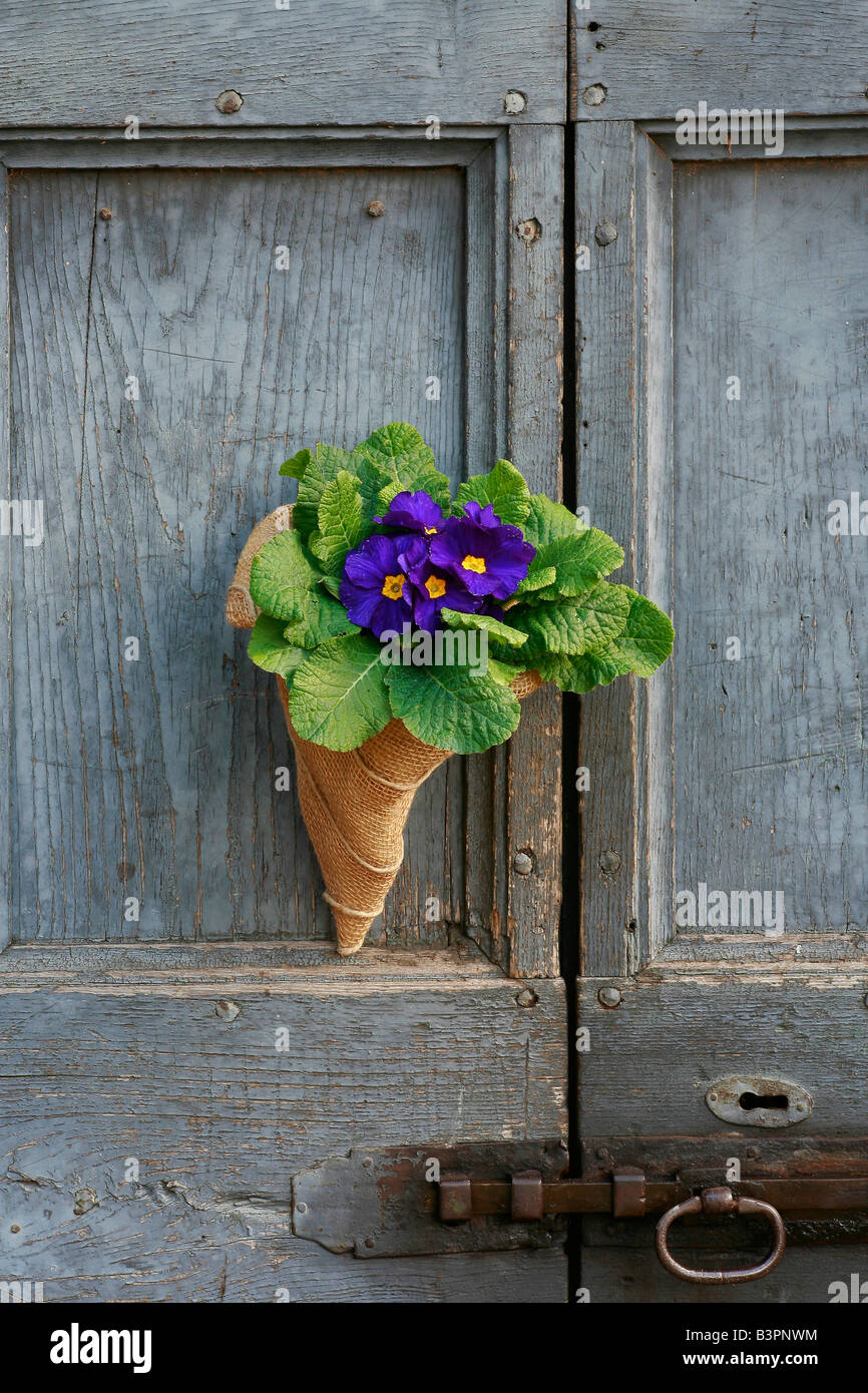 Primula vulgaris, hybrid Stock Photo - Alamy