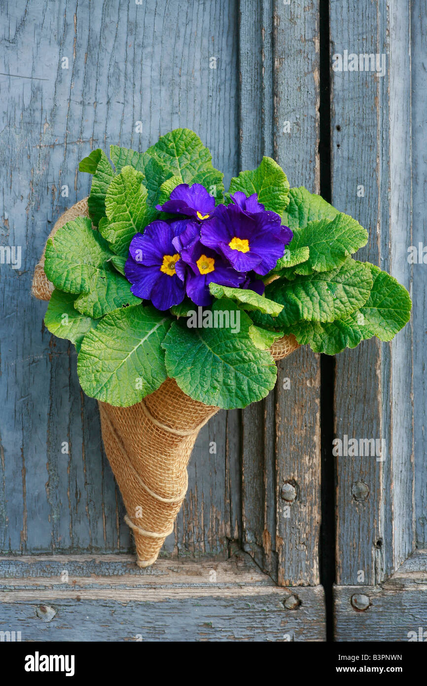 Primula vulgaris, hybrid Stock Photo - Alamy