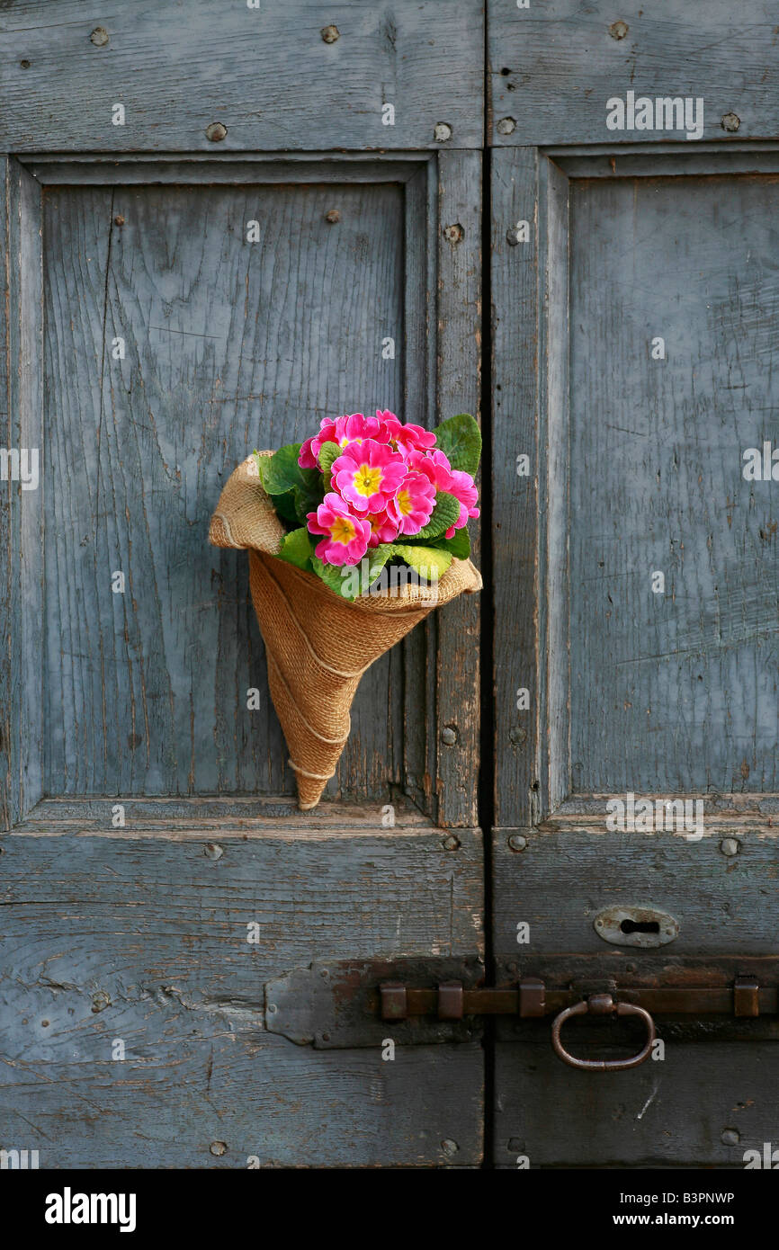 Primula vulgaris, hybrid Stock Photo - Alamy