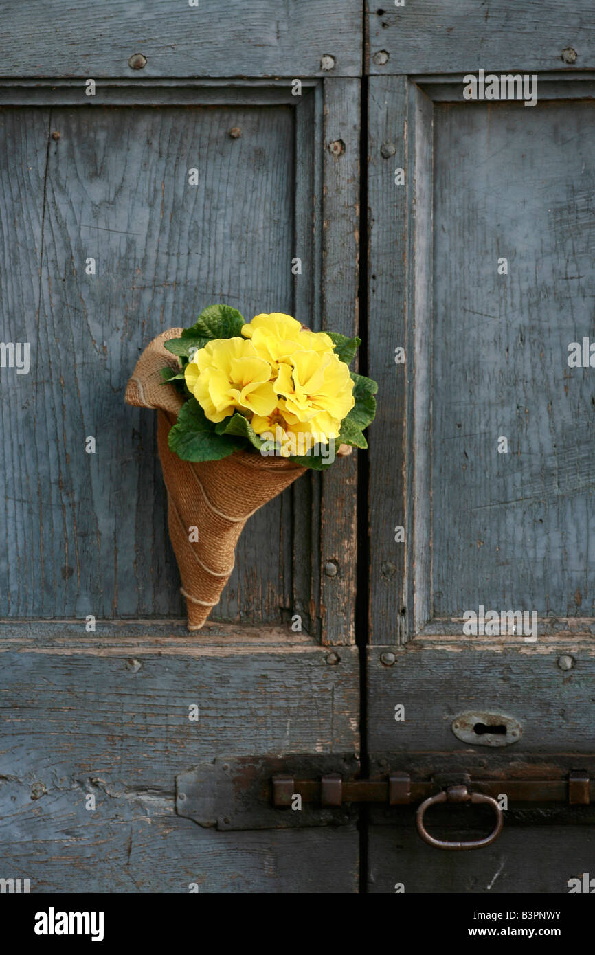 Primula vulgaris, hybrid Stock Photo - Alamy