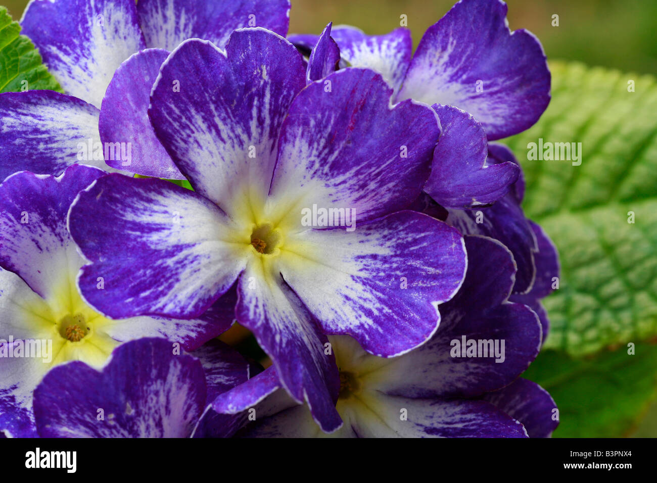 Primula vulgaris, hybrid Stock Photo - Alamy