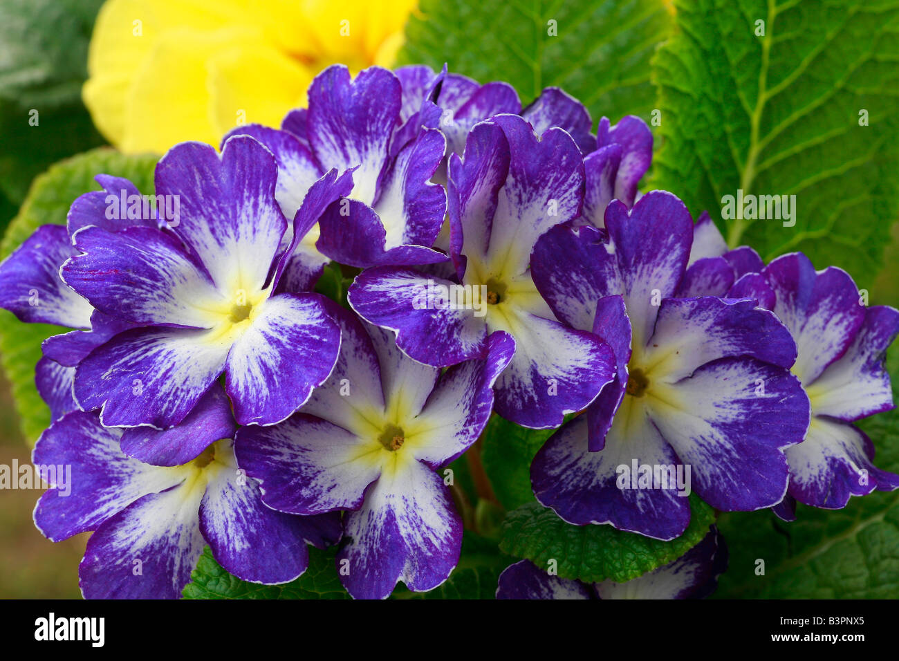 Vulgaris hybrid hi-res stock photography and images - Alamy