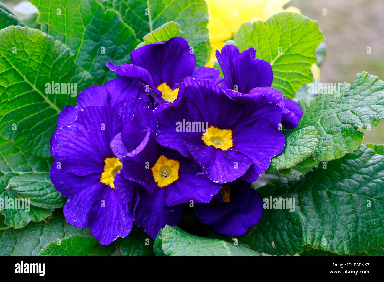 Primula vulgaris, hybrid Stock Photo - Alamy