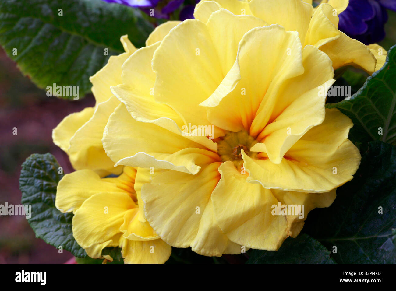 Primula vulgaris, hybrid Stock Photo - Alamy