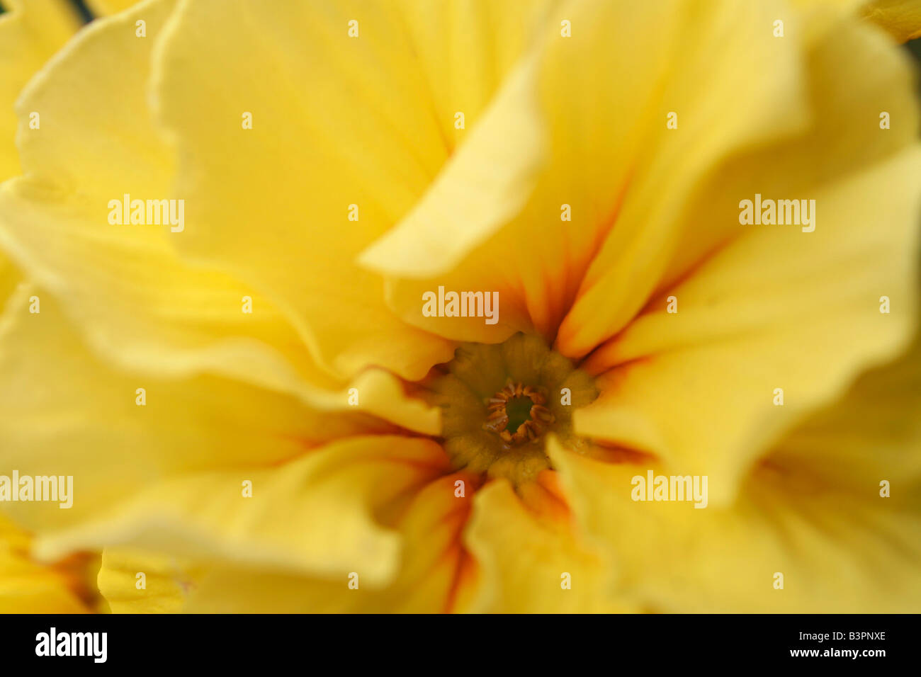 Vulgaris hybrid hi-res stock photography and images - Alamy