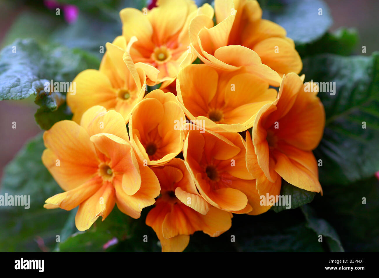 Primula vulgaris, hybrid Stock Photo - Alamy
