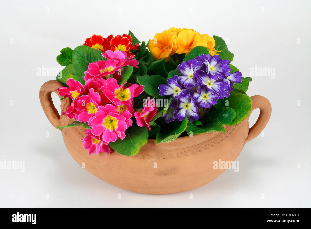 Primula vulgaris, hybrid Stock Photo - Alamy