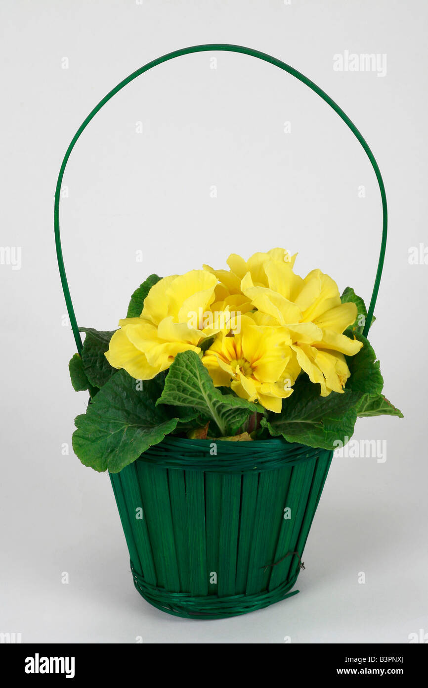 Primula vulgaris, hybrid Stock Photo - Alamy