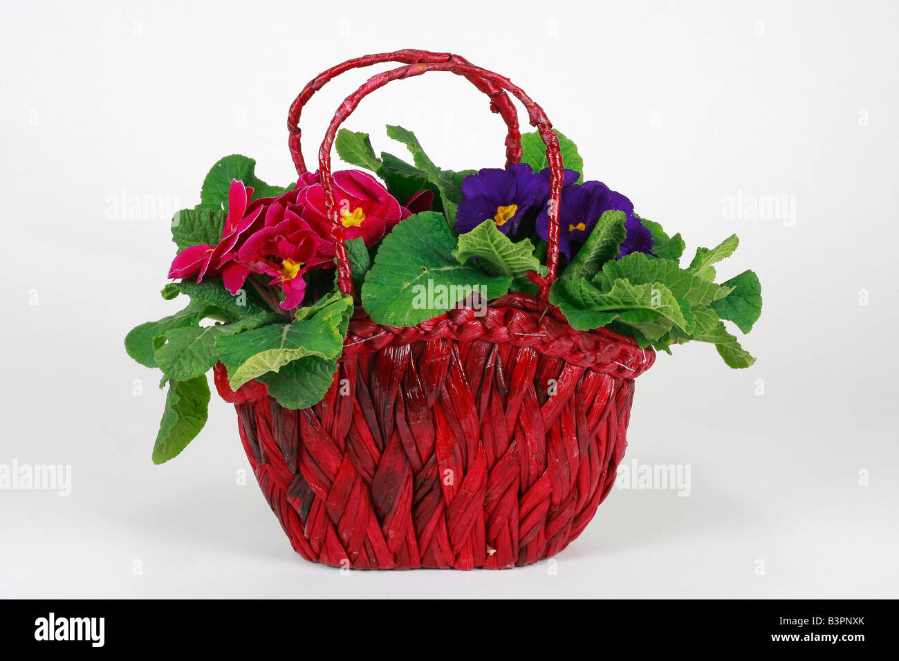 Primula vulgaris, hybrid Stock Photo - Alamy