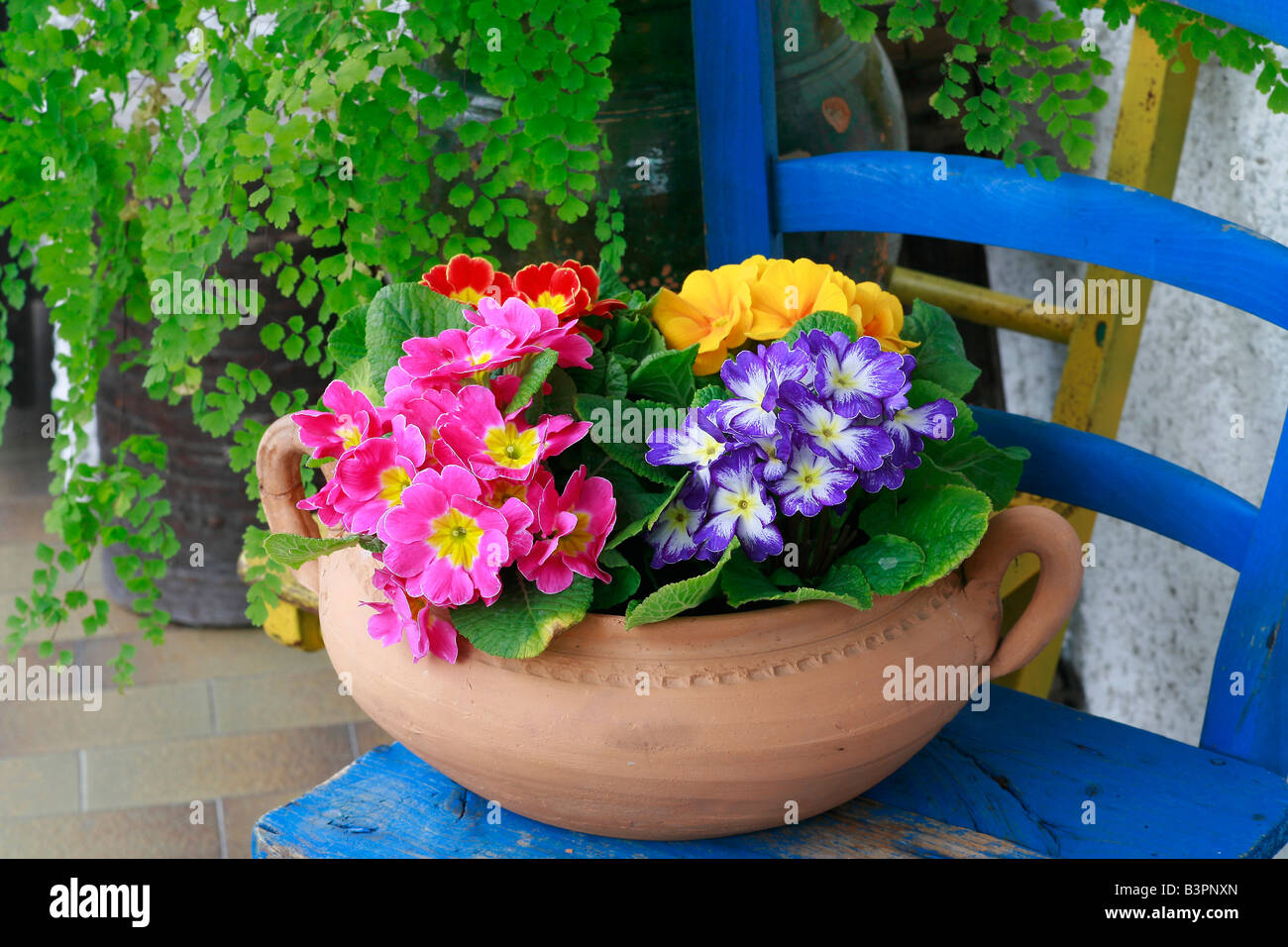 Vulgaris hybrid hi-res stock photography and images - Alamy