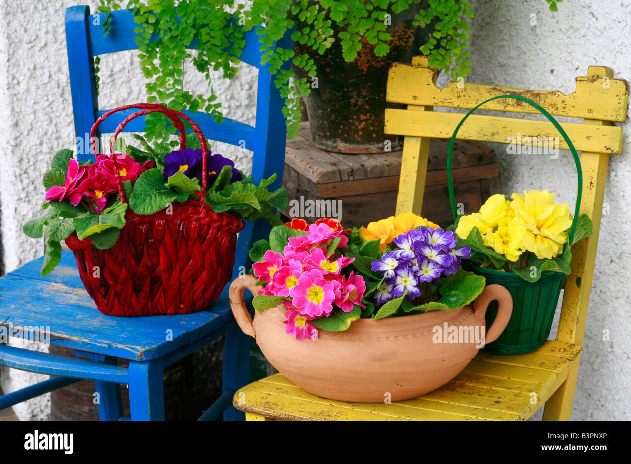 Primula vulgaris, hybrid Stock Photo - Alamy